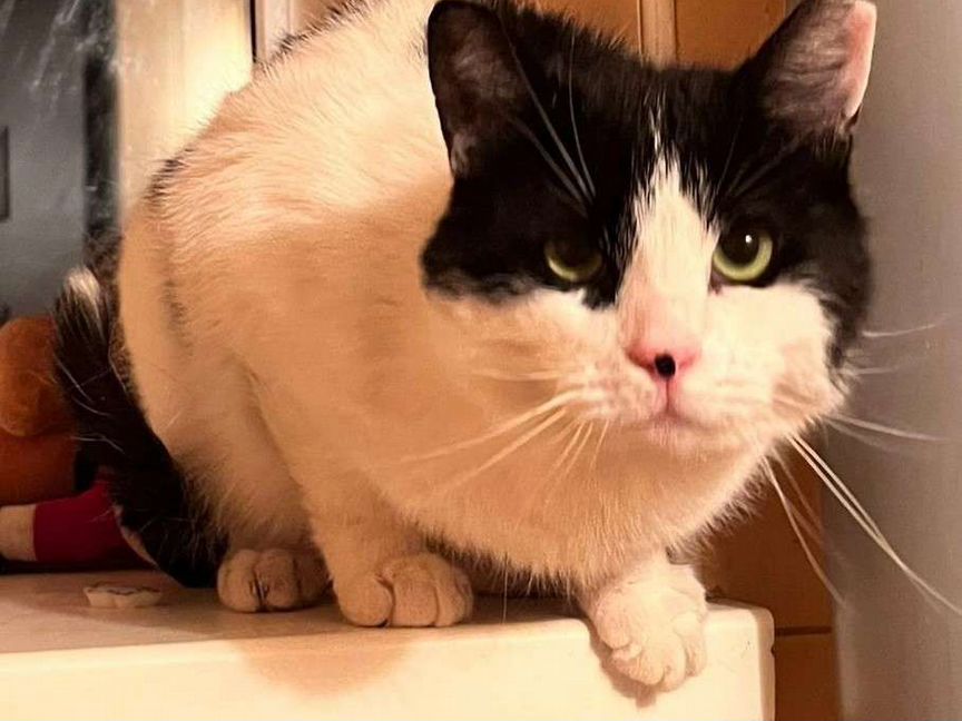Котик ищет дом. Никому не нужен