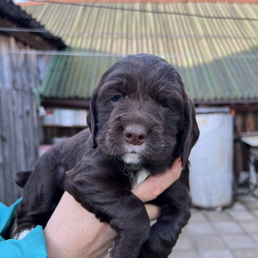 Щенок русского охотничего спаниеля девочка