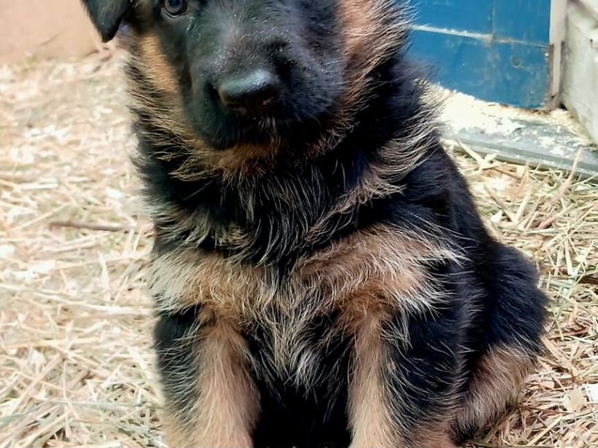 Немецкая овчарка