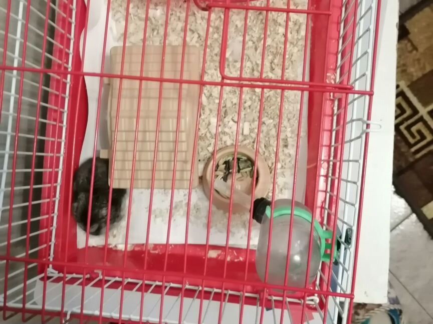 Клетка для хомяка