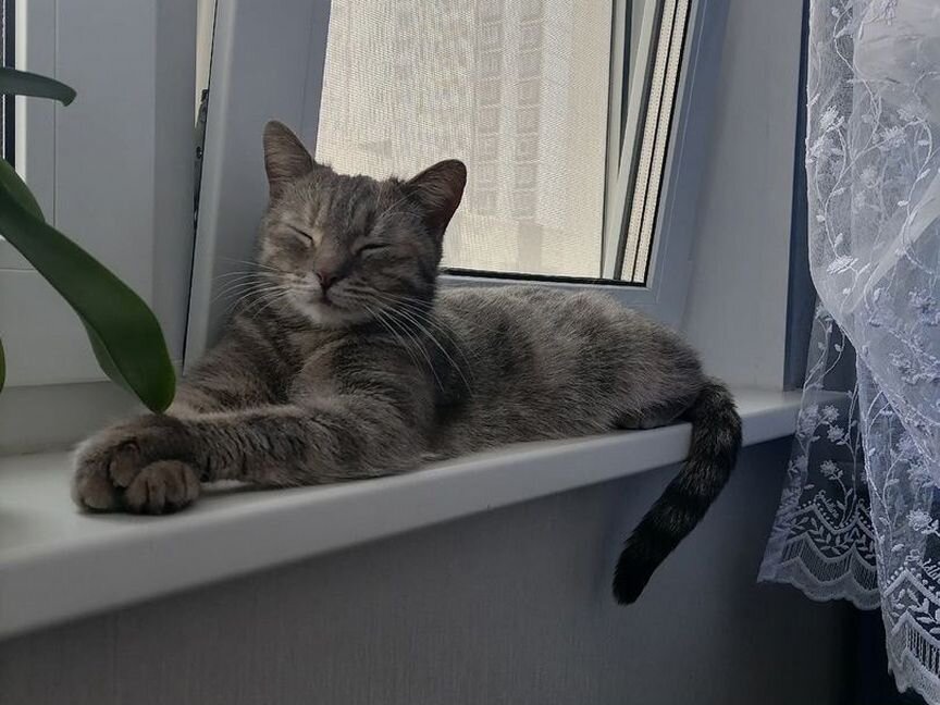 Милая Соня ищет дом