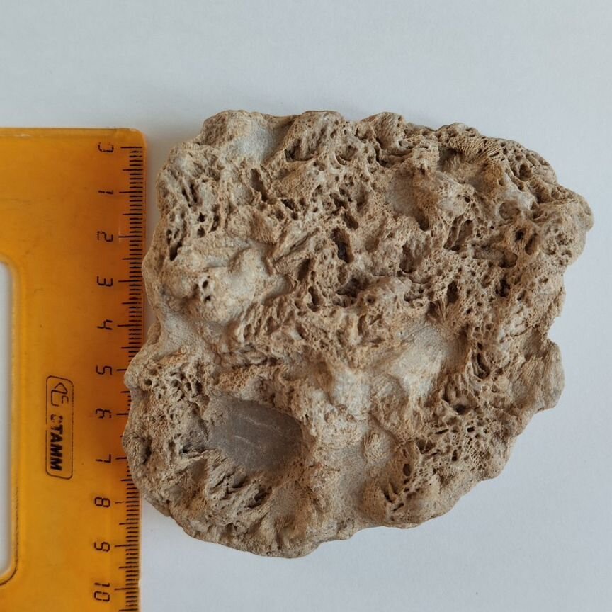 Окаменелости