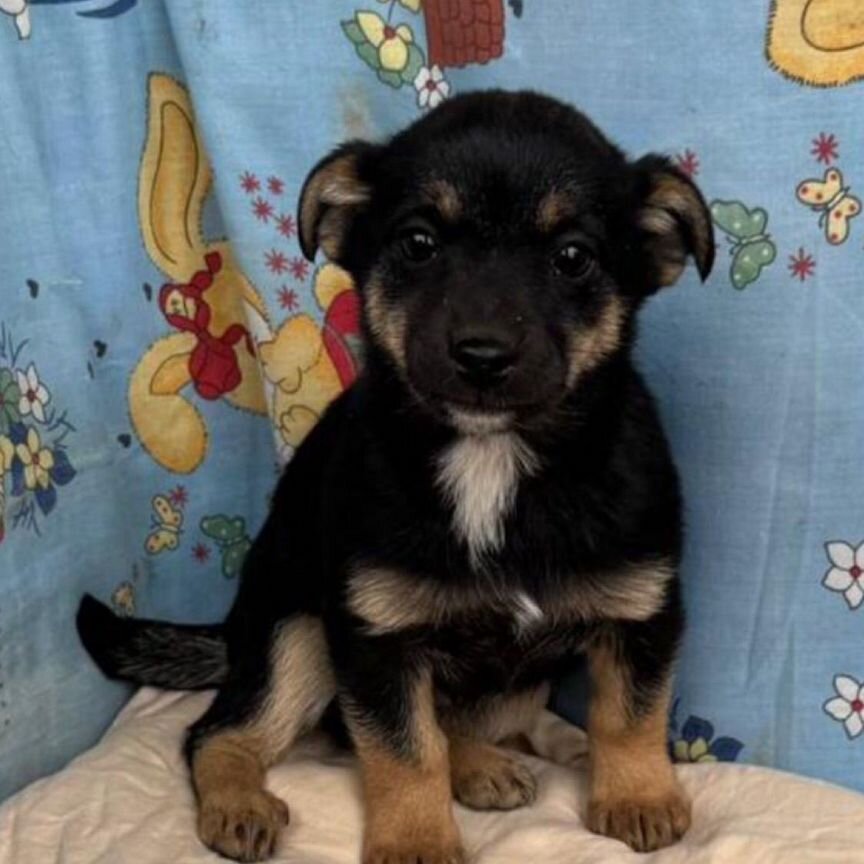 Щенок в добрые руки