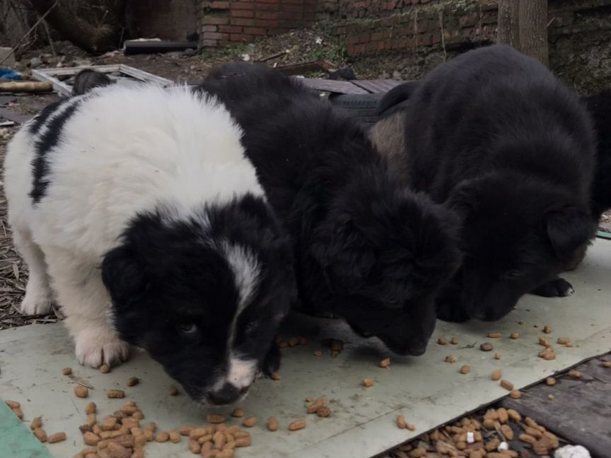 Раздам щенков мальчики и девочки