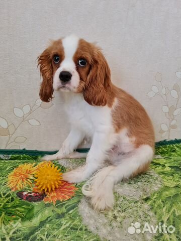 Кавалер Кинг Чарльз Спаниель РКФ