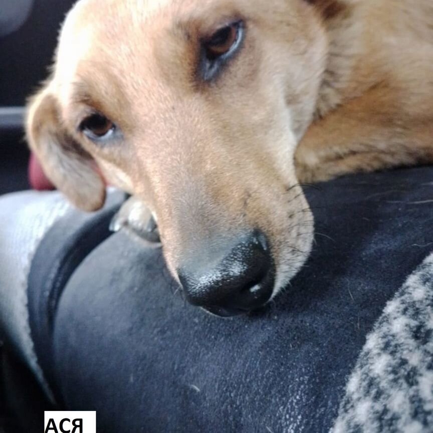 Ася ищет дом