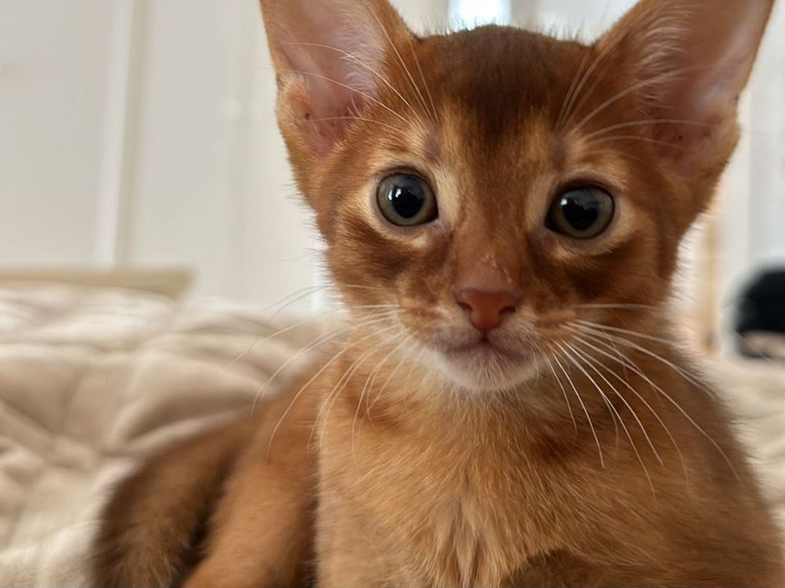 Абиссинский котенок Симба