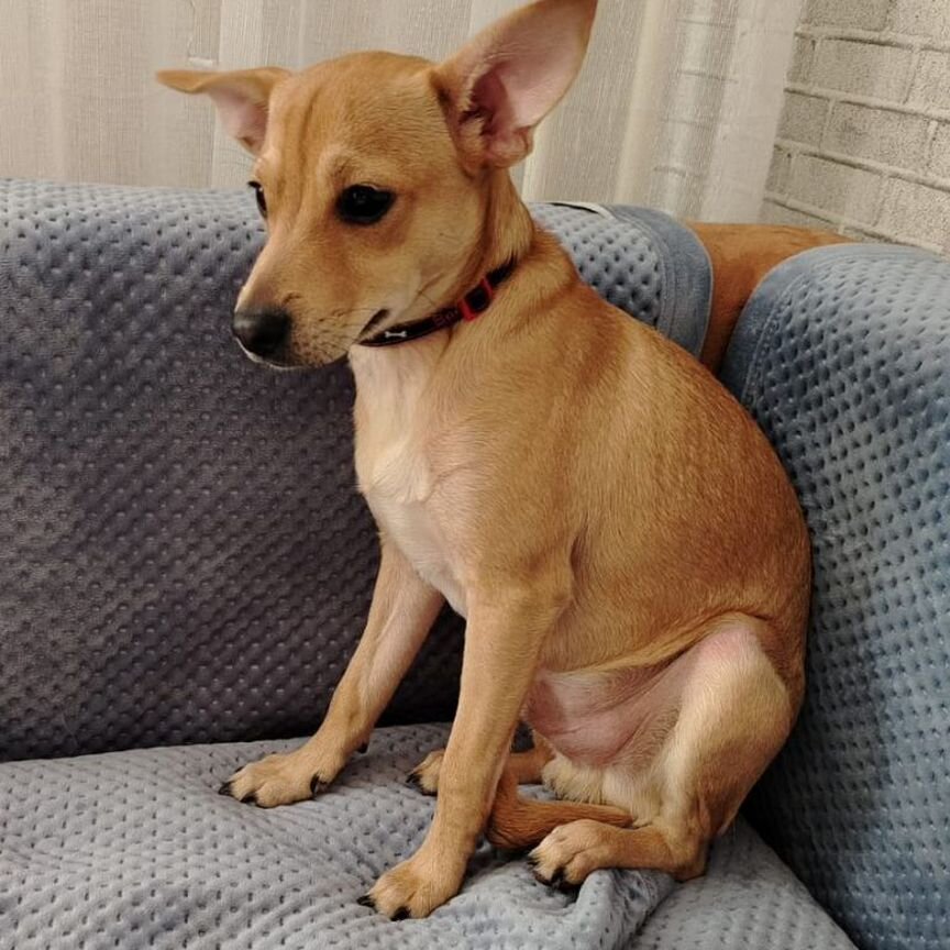 Взрослый пёс в добрые руки