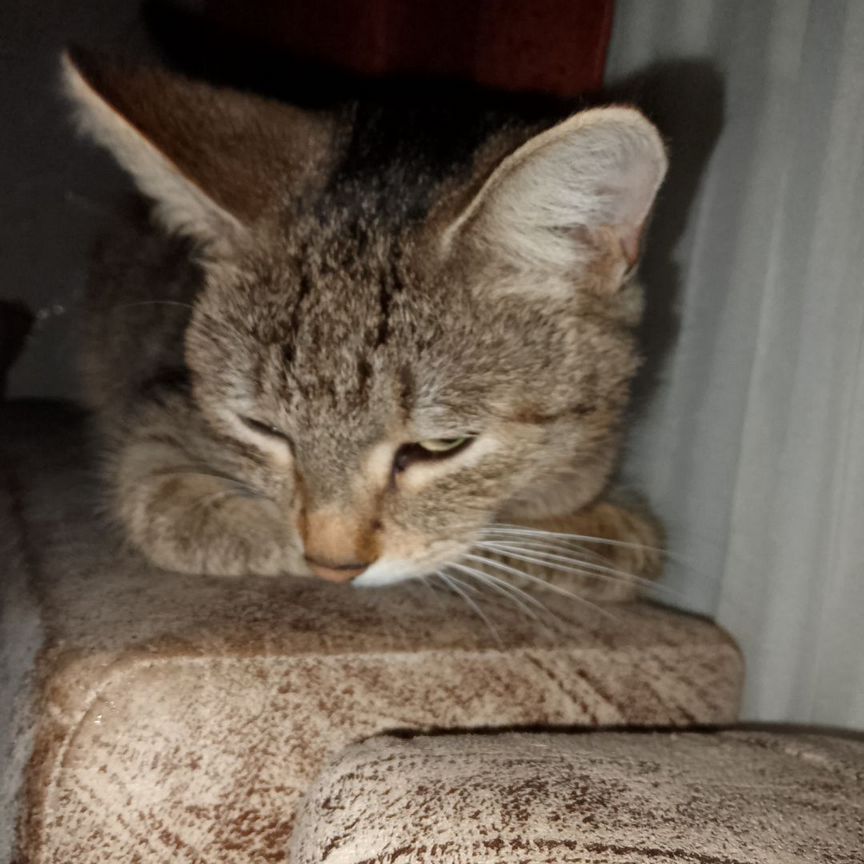 Кошка под кличкой крыса, умная