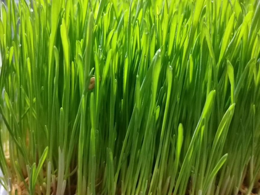 Пророщенная пшеница