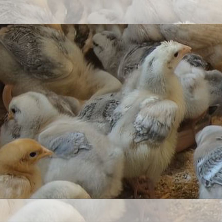 Цыплята Мастер грей, Голошейка