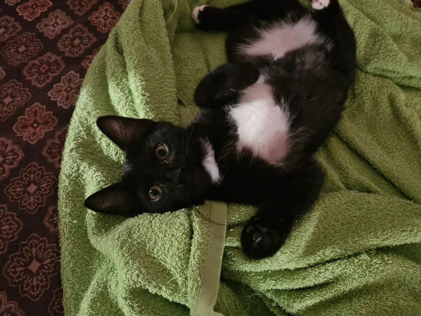 Котенок Черныш