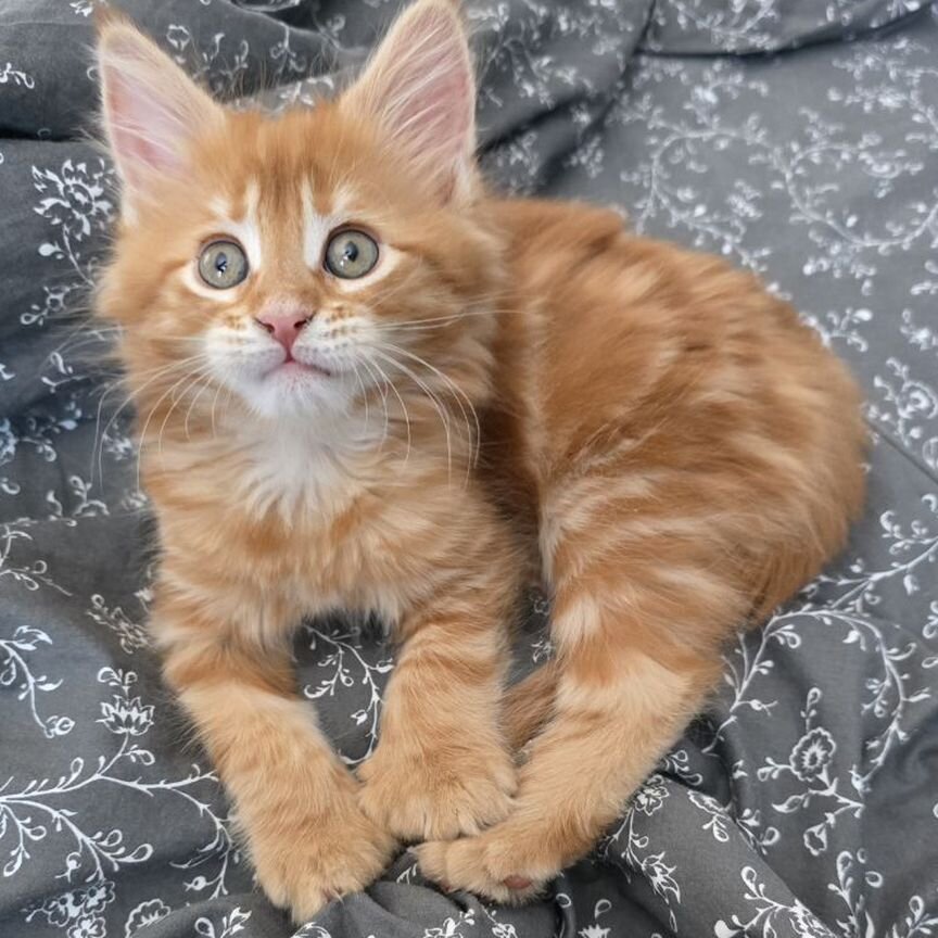 Мейн-кун котёнок