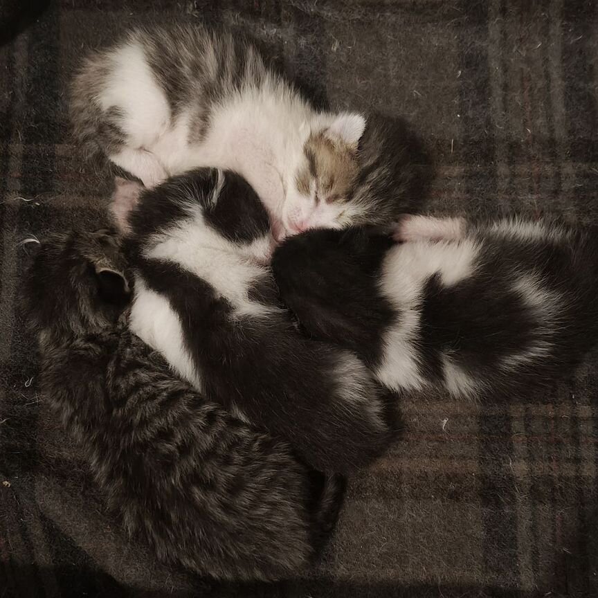 Котята бесплатно