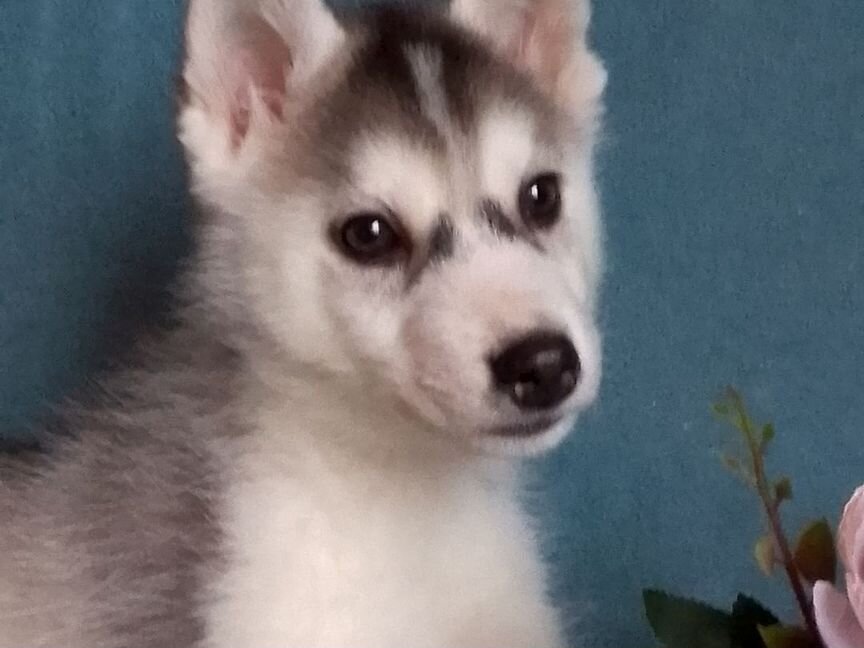 Малыш Сибирский хаски в добрые руки