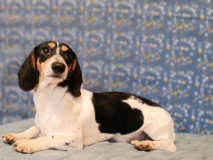 Такса, мальчик, окрас Пайболд