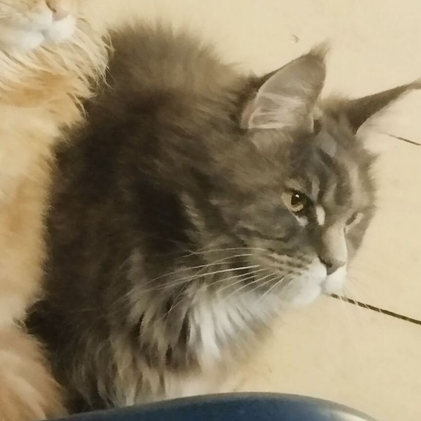 Мейн-кун котёнок