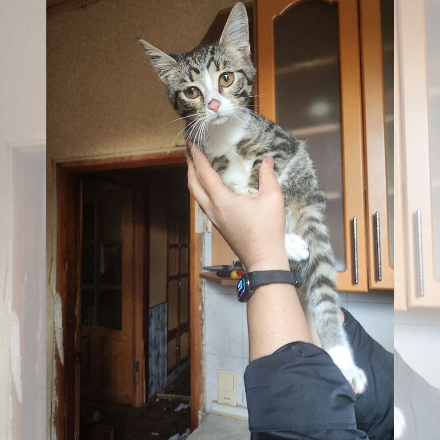 Котёнок в добрые руки