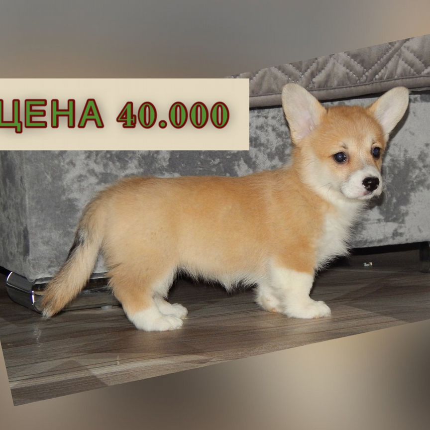 Вельш Корги Пемброк, щенок