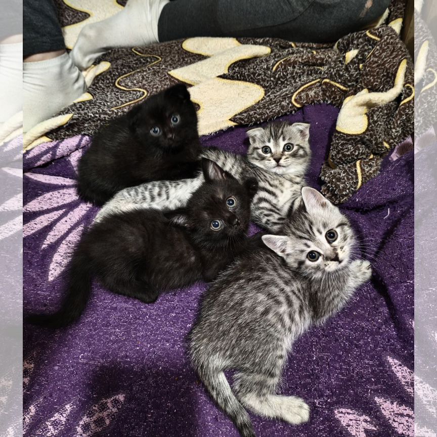 Шотландский вислоухий короткошёрстный котёнок