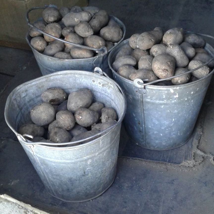Картофель прошлогодний на корм скоту