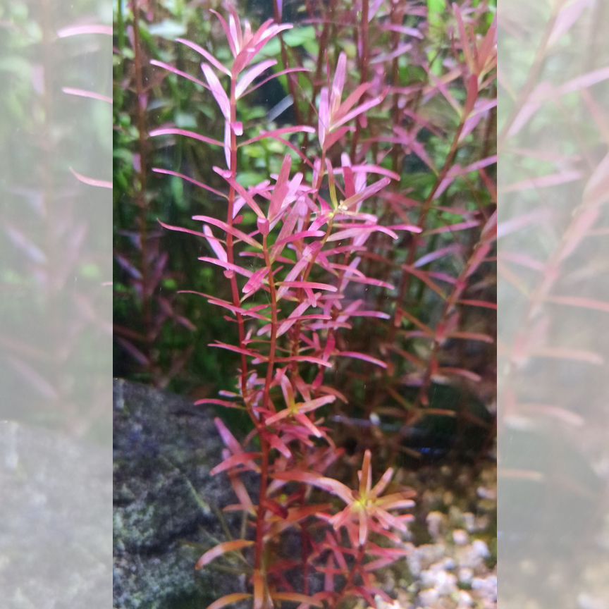 Ротала красная