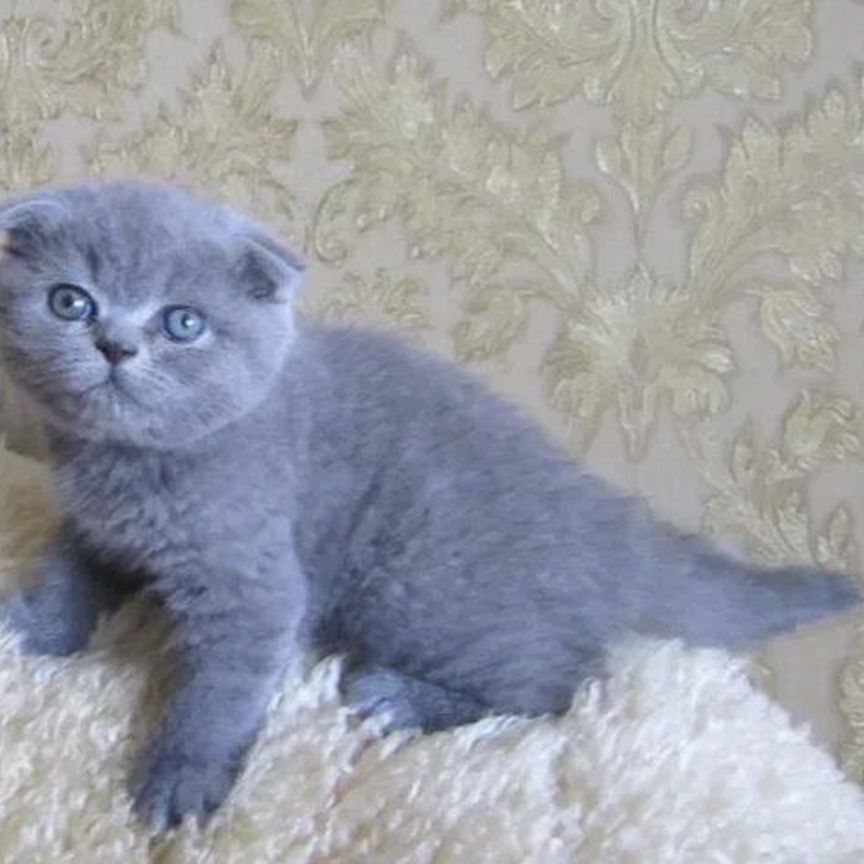 Шотландская голубая девочка