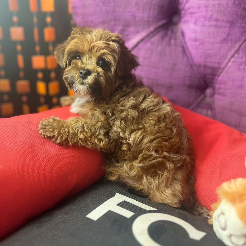 Супер мини мальтипу, яркая капучино шоколад