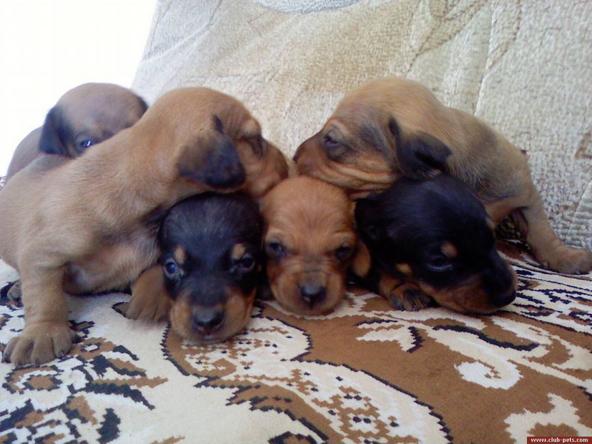 Щенки таксы