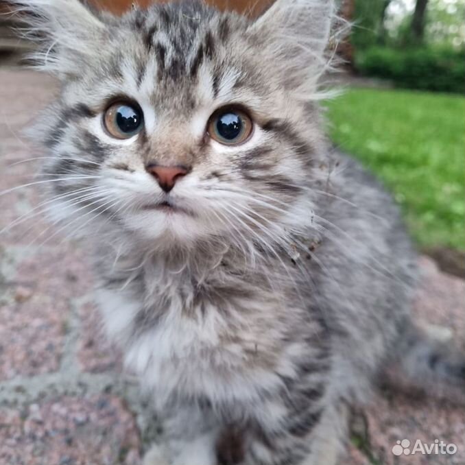 Котенок Тигруня ищет котородителей