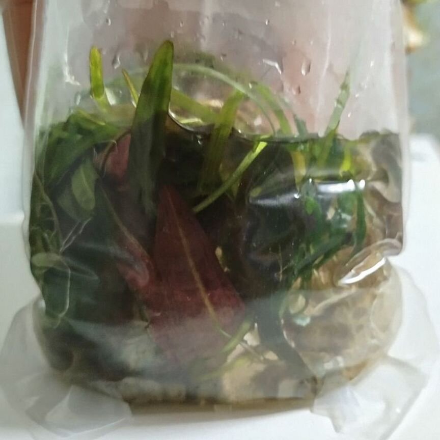 Аквариумные растения прополка