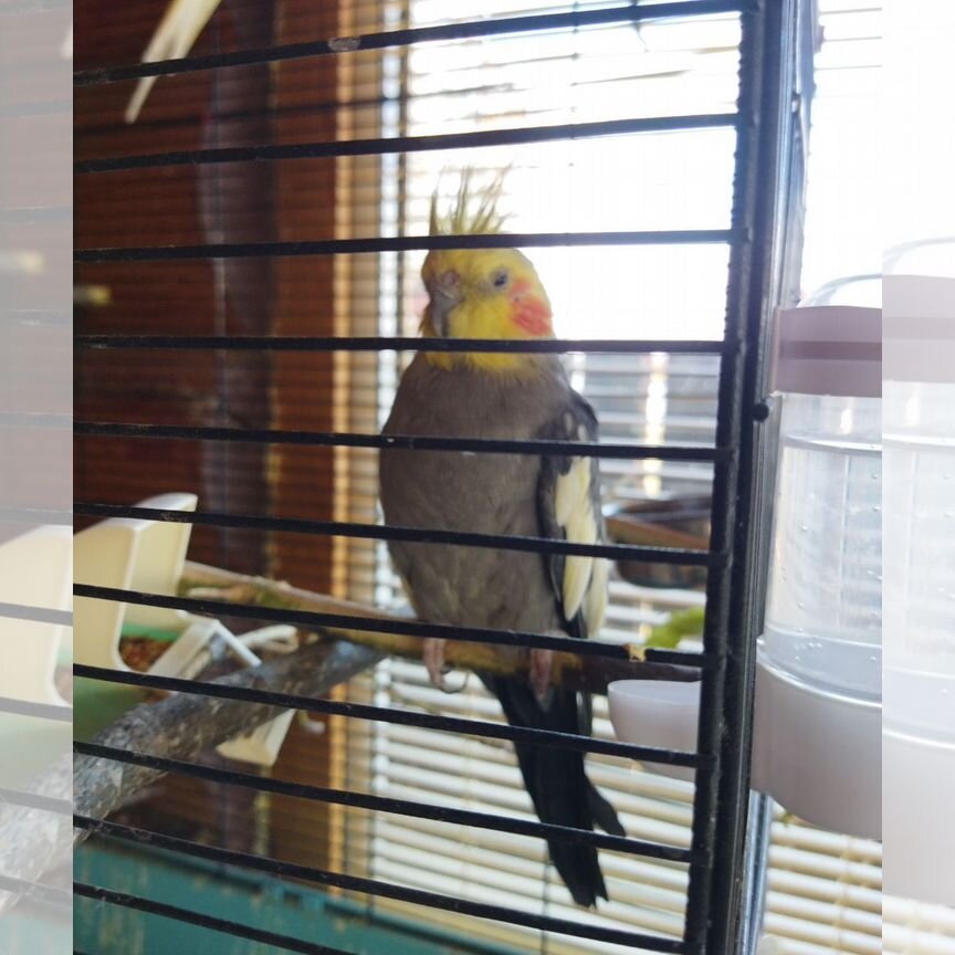 Попугай корелла мальчик