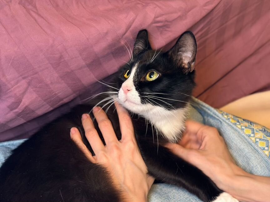 Котик из рекламы Феликса ищет дом