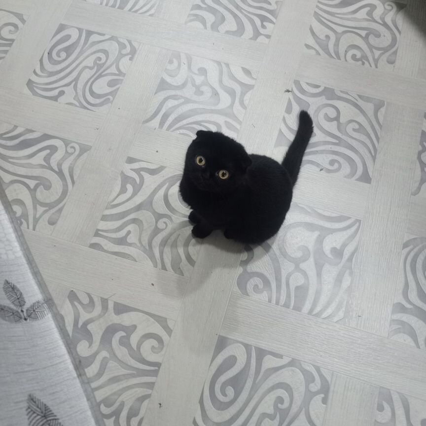 Кошечка