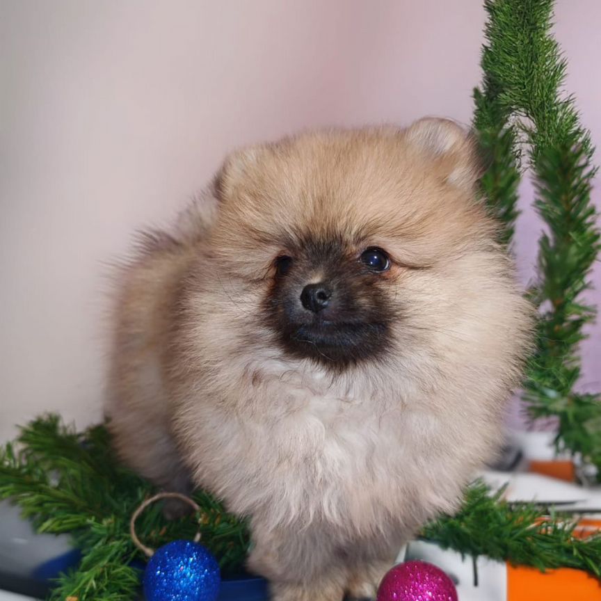 Померанский шпиц