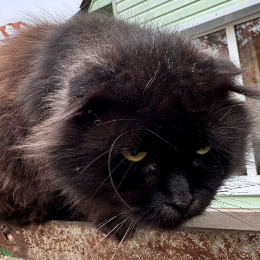 Взрослый кот в добрые руки