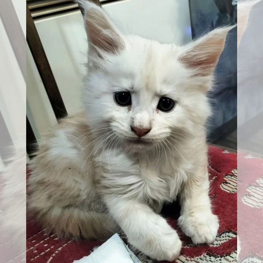 Мейн-кун котёнок