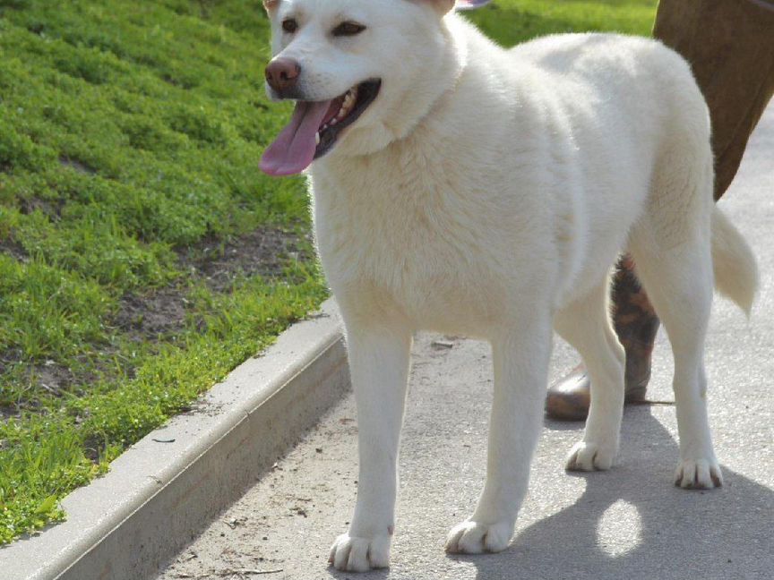 Амура - шикарная собака в добрые руки