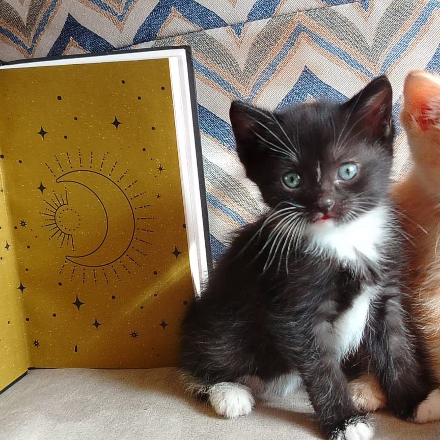 Отдам котенка