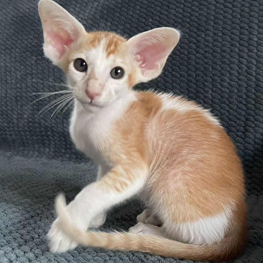 Ориентальные котята