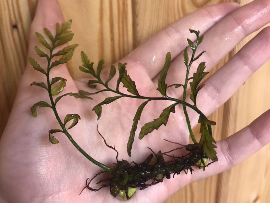 Живые водоросли для аквариума