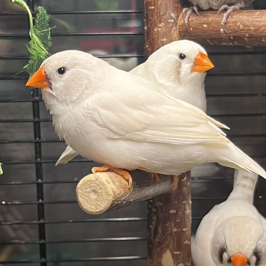 Амадины зебровые птенцы