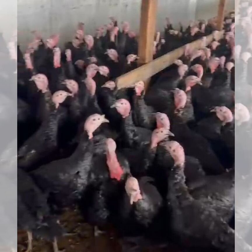 Индюки для выращивания