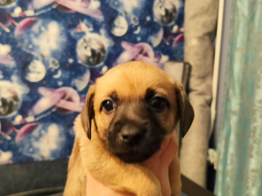 Маленькая собака в добрые руки