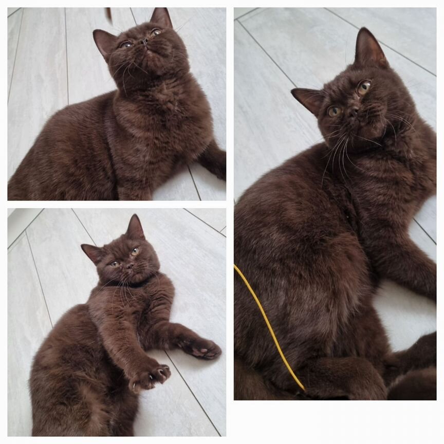 Шотландский кот вязка