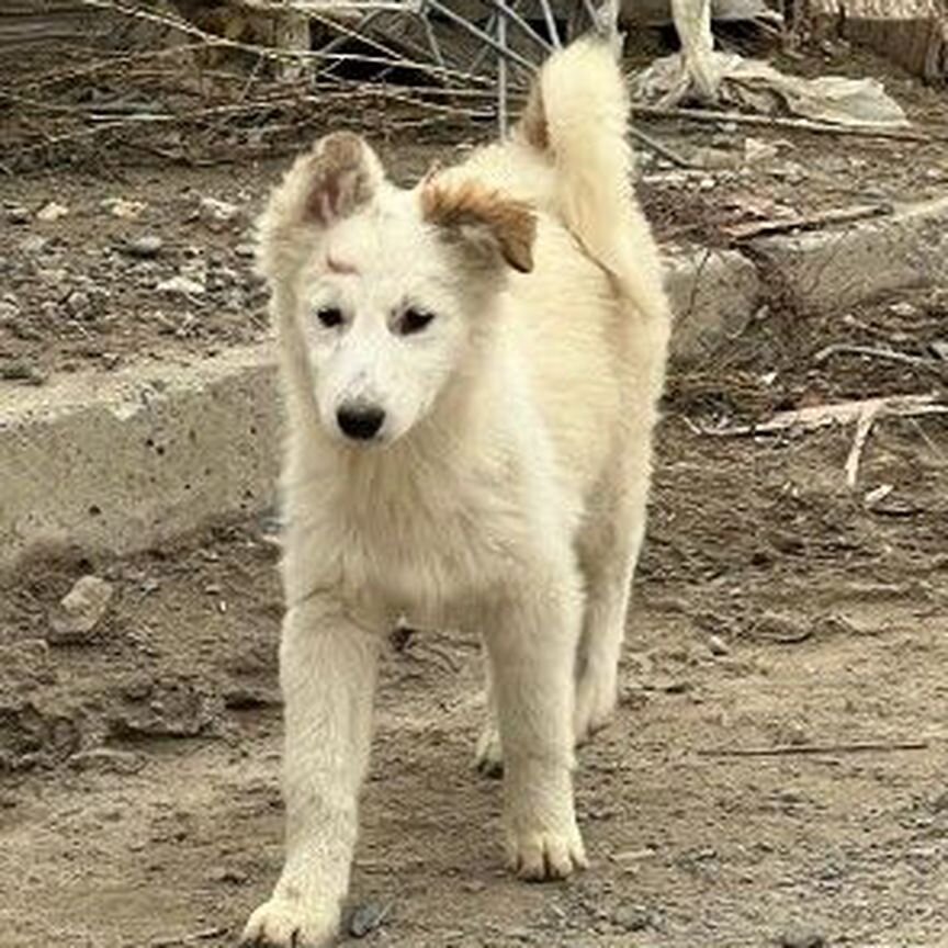 Альма,4 мес, ищет дом