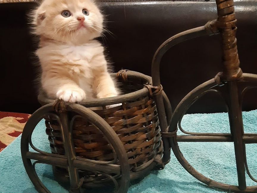 Шотландские котята