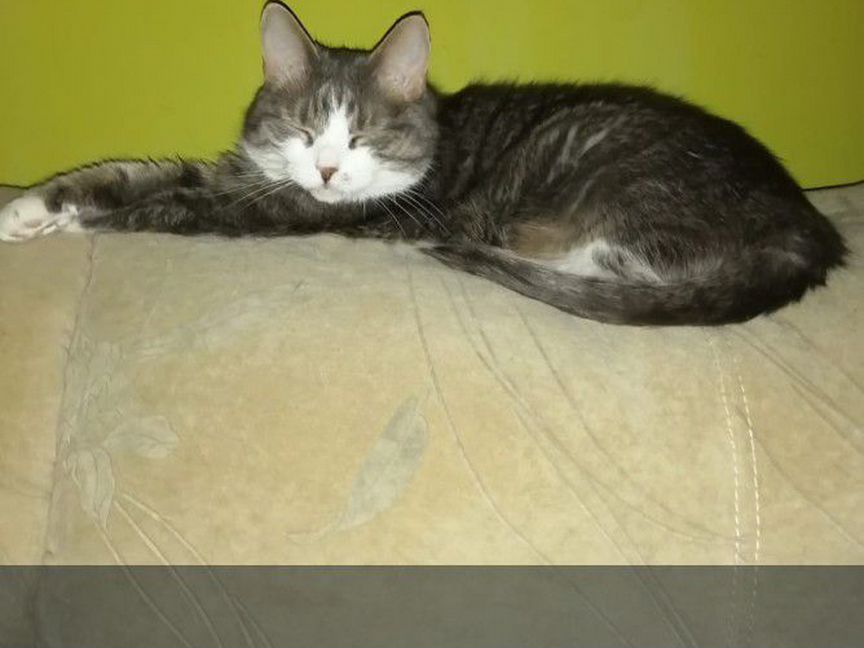 2 домашние Кошки, 6 и 7 лет