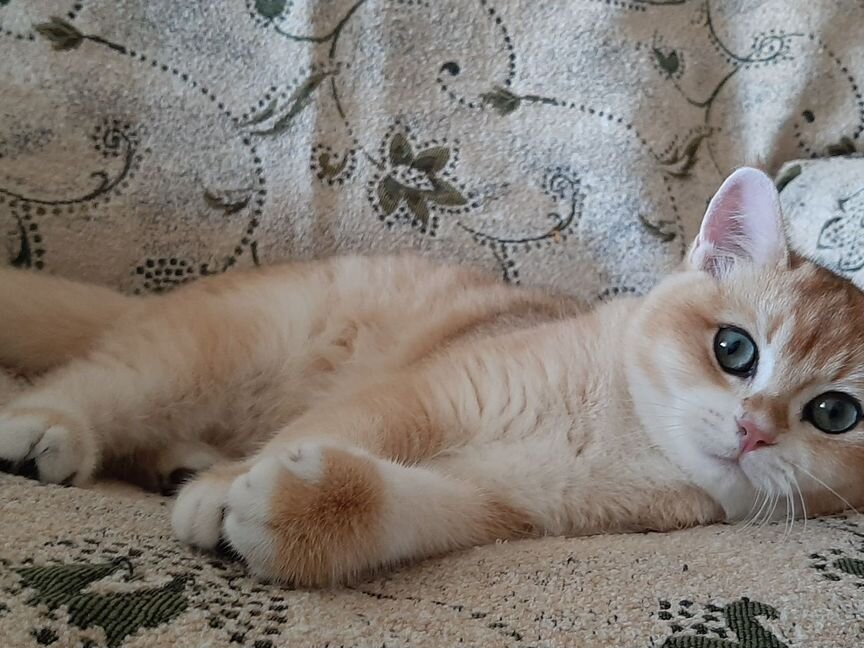 Британскиe золотые котята ny 12