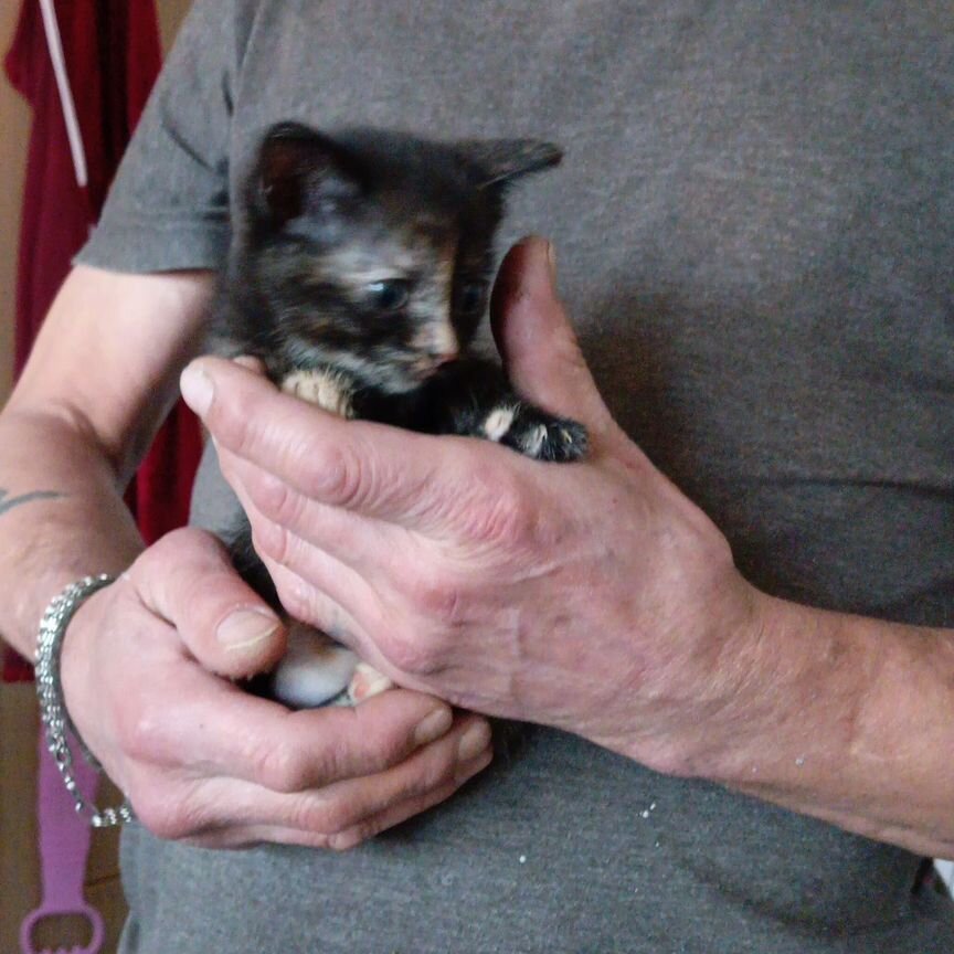 Котёнок в добрые руки